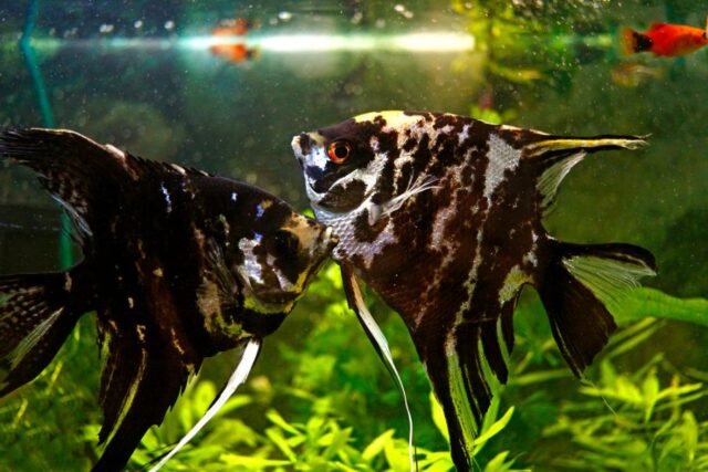 Angelfish Breeding Guide (Everything You Need to Know) - Avid Aquarist