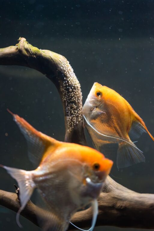 Angelfish Breeding Guide (Everything You Need to Know) - Avid Aquarist