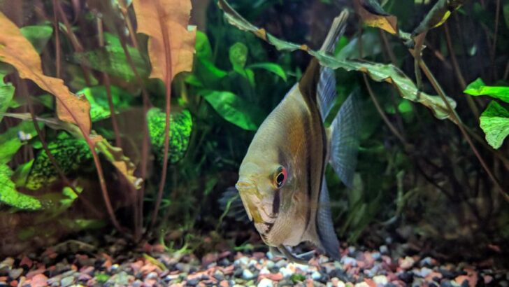 What Causes an Angelfish to Have Hole in the Head Disease? - Avid Aquarist