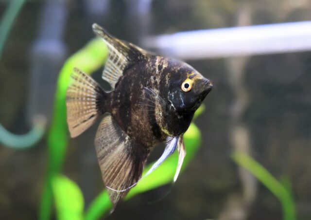 What Causes Dropsy in Angelfish? (Plus Treatment Tips) - Avid Aquarist