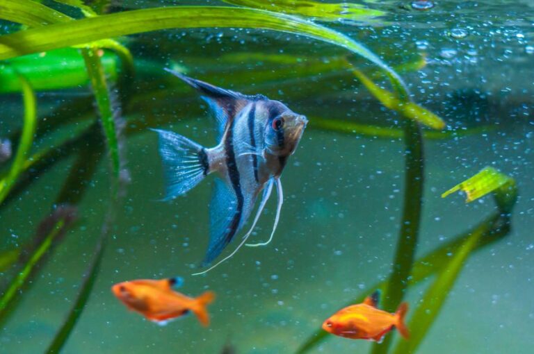 Why Is My Angelfish's Dorsal Fin Split? (3 Common Reasons) - Avid Aquarist