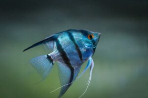 Oscar Fish Tank Mates (The Best and Worst Options to Consider) - Avid ...