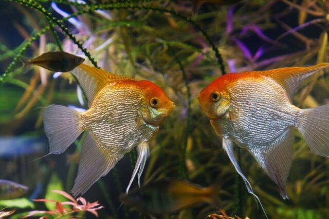 A Full Guide to Angelfish Egg and Baby Stages - Avid Aquarist