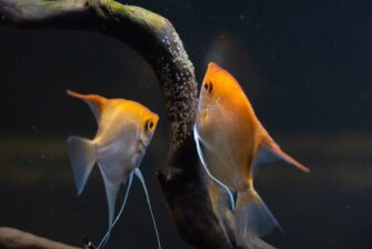 A Full Guide to Angelfish Egg and Baby Stages - Avid Aquarist