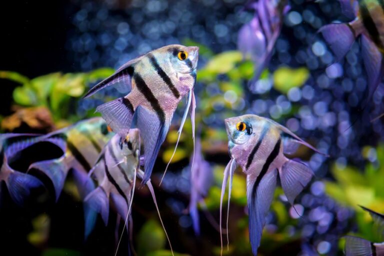 Why Are My Angelfish Dying? (8 Common Causes) - Avid Aquarist