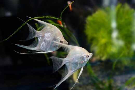Angelfish Breeding Guide (Everything You Need to Know) - Avid Aquarist