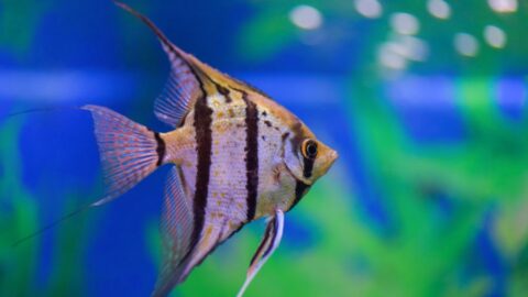 Why Are My Angelfish Dying? (8 Common Causes) - Avid Aquarist