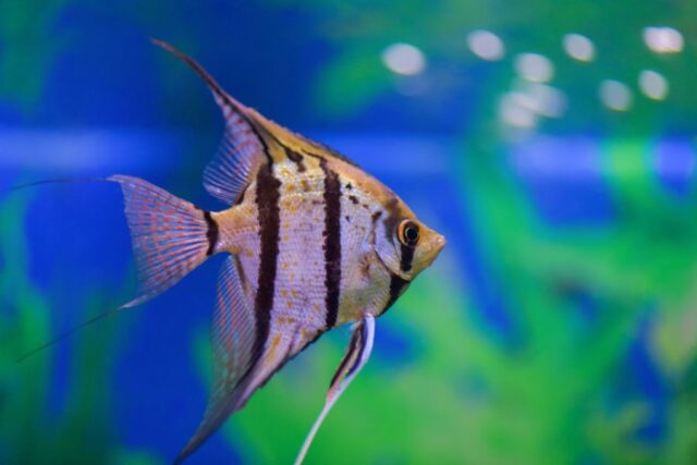 Why Are My Angelfish Dying? (8 Common Causes) - Avid Aquarist