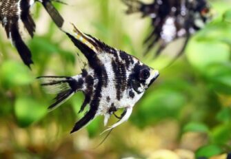 12 Common Angelfish Diseases and Illnesses - Avid Aquarist