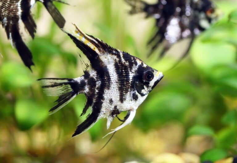 12 Common Angelfish Diseases and Illnesses - Avid Aquarist