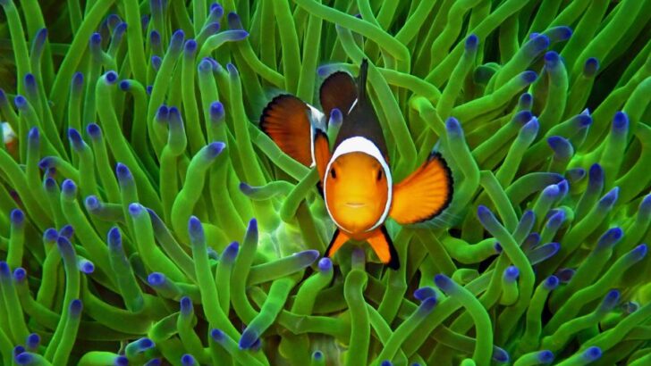Clownfish Predators: What Feed on Clownfish? - Avid Aquarist