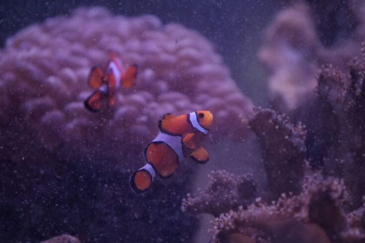 Why Is My Clownfish Swimming Sideways? - Avid Aquarist