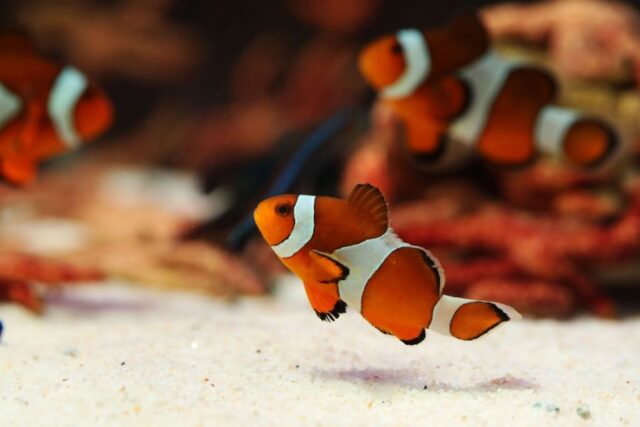 4 Clear Signs That Your Clownfish Is Dying - Avid Aquarist