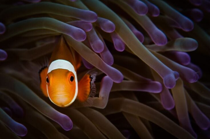 Clownfish Predators: What Feed on Clownfish? - Avid Aquarist