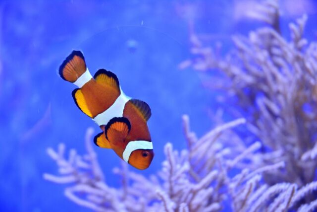 4 Clear Signs That Your Clownfish Is Dying - Avid Aquarist