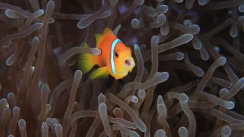 Why Is My Clownfish Yawning? - Avid Aquarist