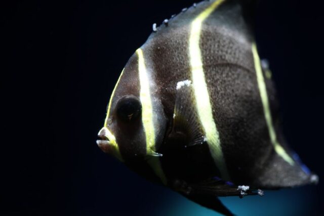 Why Is My Angelfish's Dorsal Fin Split? (3 Common Reasons) - Avid Aquarist