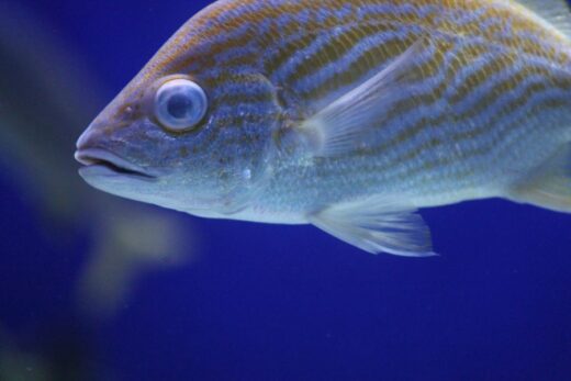 12 Common Angelfish Diseases and Illnesses - Avid Aquarist