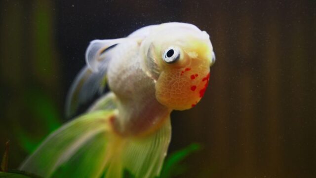 12 Common Angelfish Diseases and Illnesses - Avid Aquarist