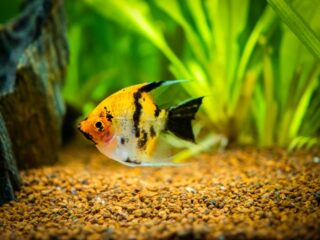 12 Common Angelfish Diseases and Illnesses - Avid Aquarist