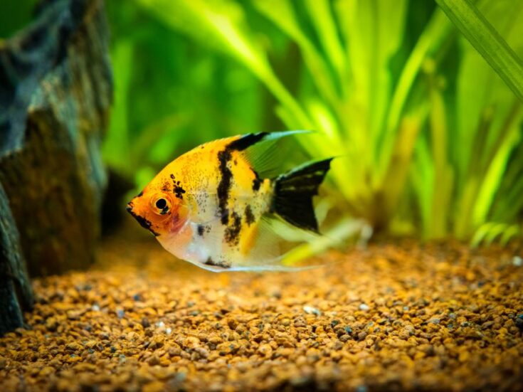 12 Common Angelfish Diseases and Illnesses - Avid Aquarist