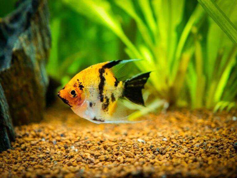 12 Common Angelfish Diseases and Illnesses - Avid Aquarist