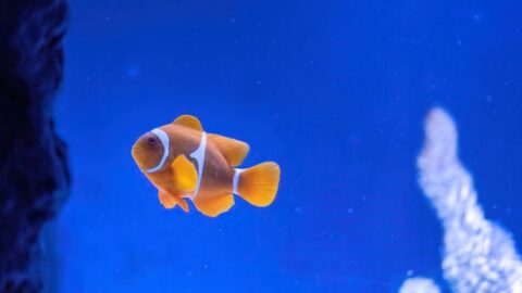 Do Clownfish Sleep? (Where, When, How Long, & More) - Avid Aquarist