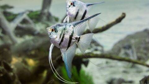 What Happens When Angelfish Mate? (Step by Step) - Avid Aquarist