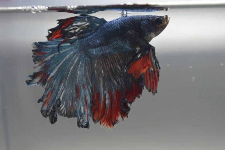 12 Common Angelfish Diseases and Illnesses - Avid Aquarist