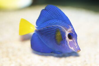 12 Common Angelfish Diseases and Illnesses - Avid Aquarist