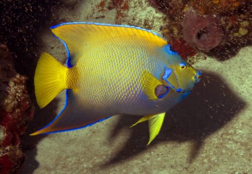 What Eats Queen Angelfish? (Safe Tank Mate Options) - Avid Aquarist