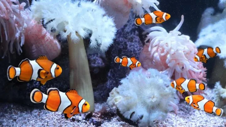 Can Clownfish Get Ich? (Symptoms and Treatment Options) - Avid Aquarist