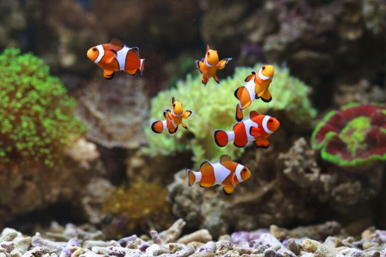 Why Are My Clownfish Fighting? (And What to Do About It) - Avid Aquarist