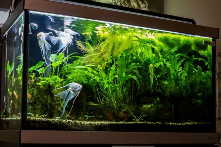 How Much Do Angelfish Cost to Own? - Avid Aquarist