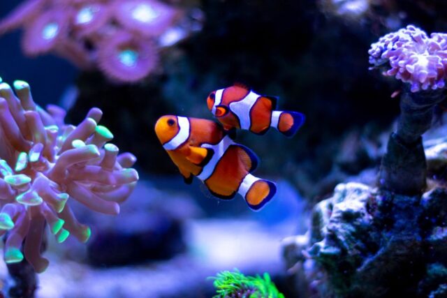 Clownfish Breeding Guide (Everything You Need to Know) - Avid Aquarist