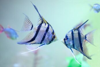 Angelfish Breeding Guide (Everything You Need to Know) - Avid Aquarist
