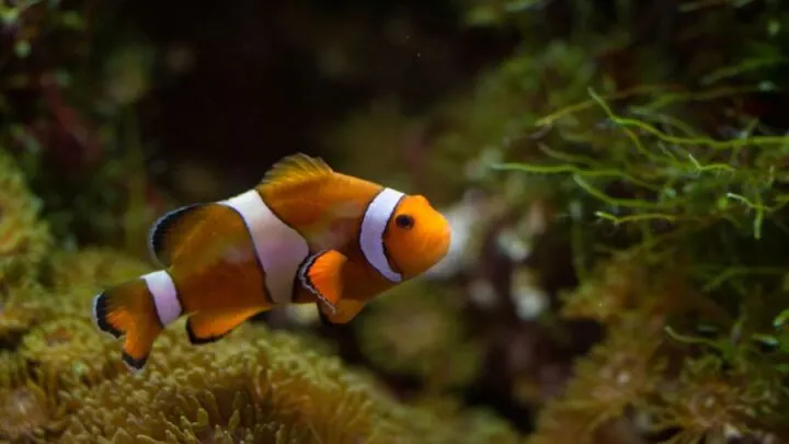Clownfish Disease (Brooklynella): The Cause, Signs, & Treatment - Avid ...