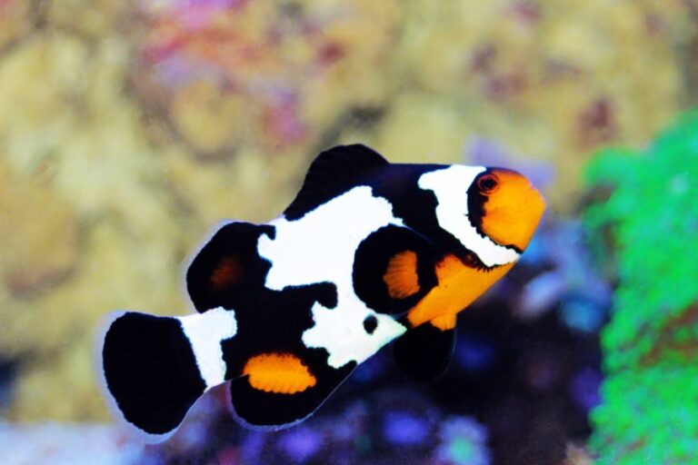 How Many Clownfish in a Tank? (By Tank Size) - Avid Aquarist