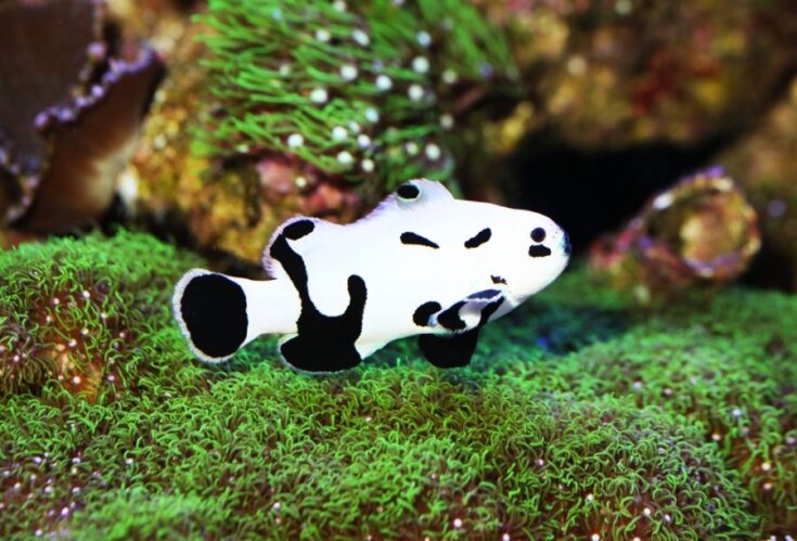 Clownfish Adaptations: How Clownfish Adapt to Their Environment - Avid ...