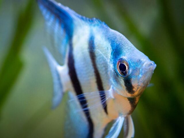 The Best (And Worst) Clown Loach Tank Mates - Avid Aquarist