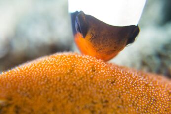Understanding the Clownfish Life Cycle - Avid Aquarist