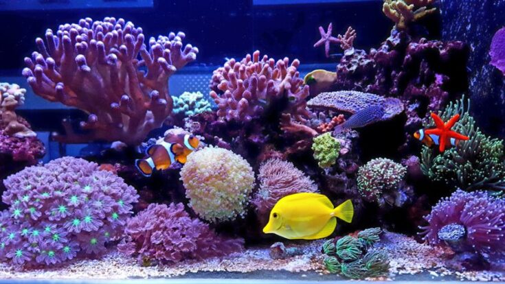 How Many Clownfish in a Tank? (By Tank Size) - Avid Aquarist