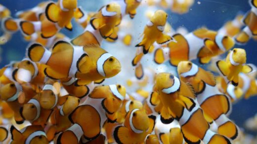 What Do Clownfish Eat? (The Best Options for Your Aquarium) - Avid Aquarist