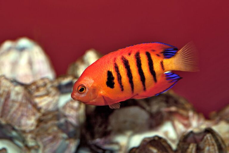 How Much Do Angelfish Cost to Own? - Avid Aquarist