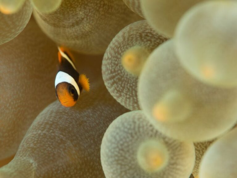 Understanding the Clownfish Life Cycle - Avid Aquarist