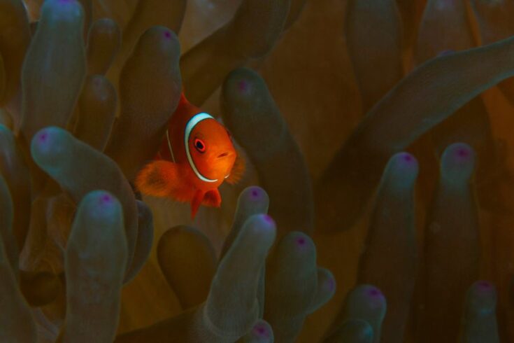 Understanding the Clownfish Life Cycle - Avid Aquarist