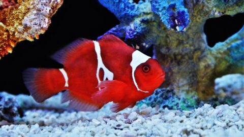 Clownfish Types: Learn All About the Different Species - Avid Aquarist
