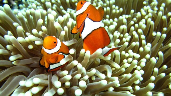 Are Clownfish Aggressive? (And Will They Kill Other Fish?) - Avid Aquarist