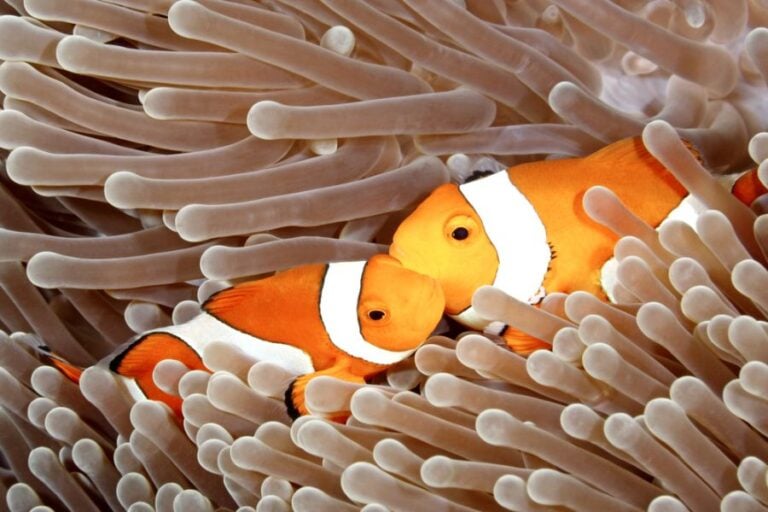 Clownfish Breeding Guide (Everything You Need to Know) - Avid Aquarist