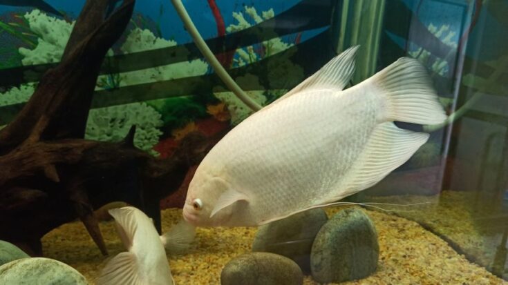 What Is Gourami Iridovirus? - Avid Aquarist